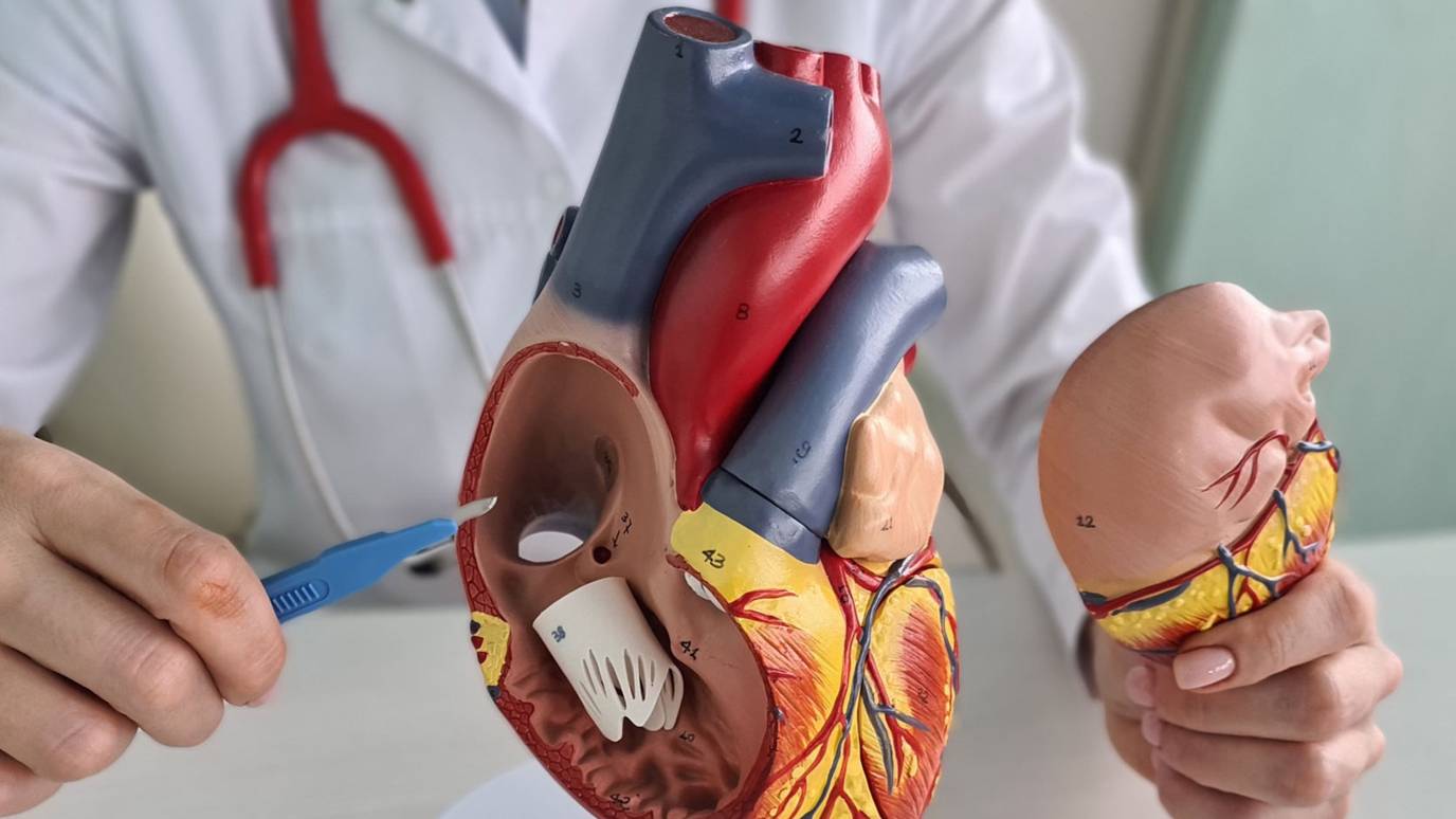 A Beating Biorobotic Heart Aims to Better Simulate Valves - - Global ...